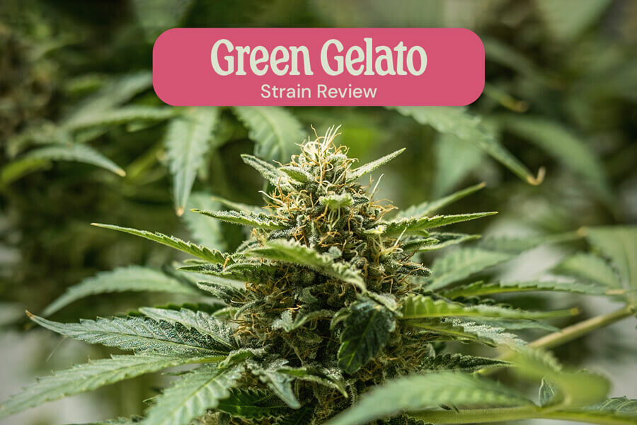Dive Into Our Green Gelato Strain Review - RQS Blog