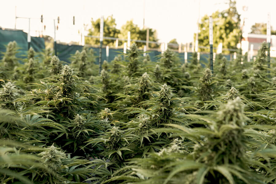 How Much Sunlight Do Outdoor Cannabis Plants Need To Grow? - RQS Blog