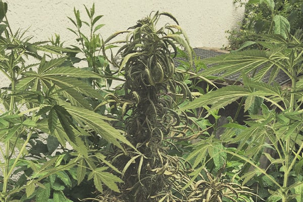 Identifying and Treating Common Cannabis Ailments - RQS Blog
