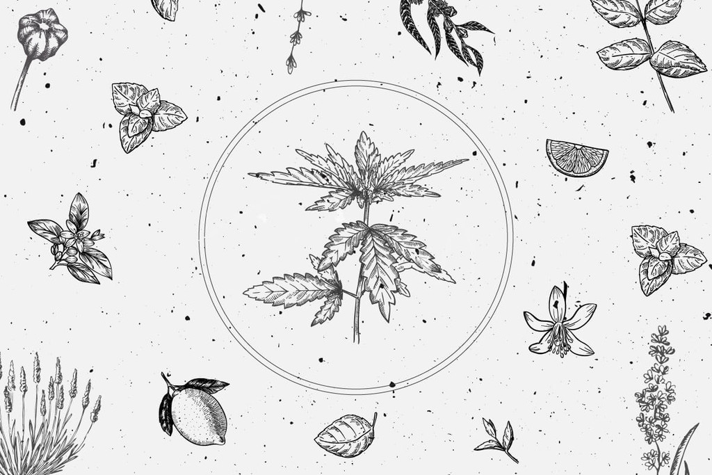 Discover the Best Terpene Isolation & Extraction Methods - RQS Blog