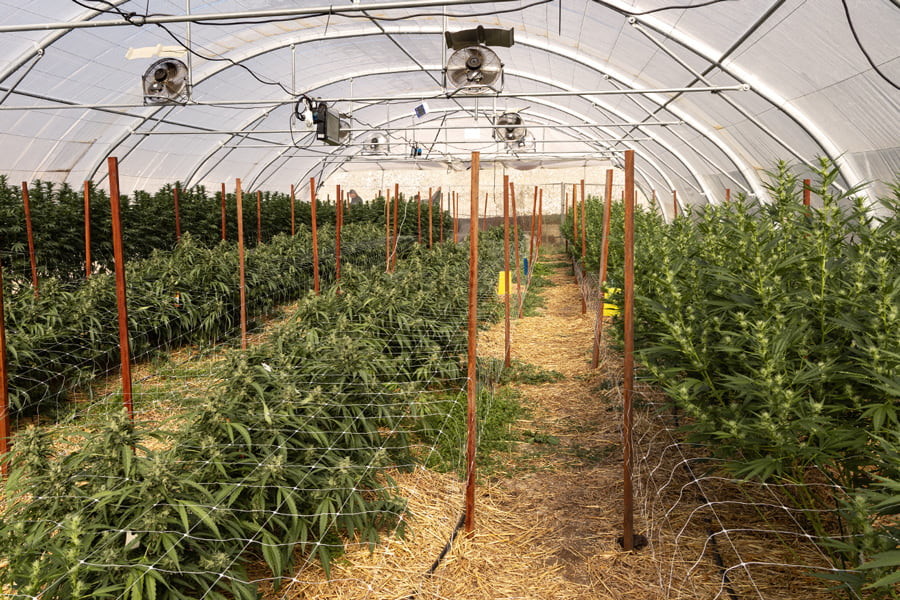 Lighting Considerations For Growing Cannabis In A Greenhouse - RQS Blog