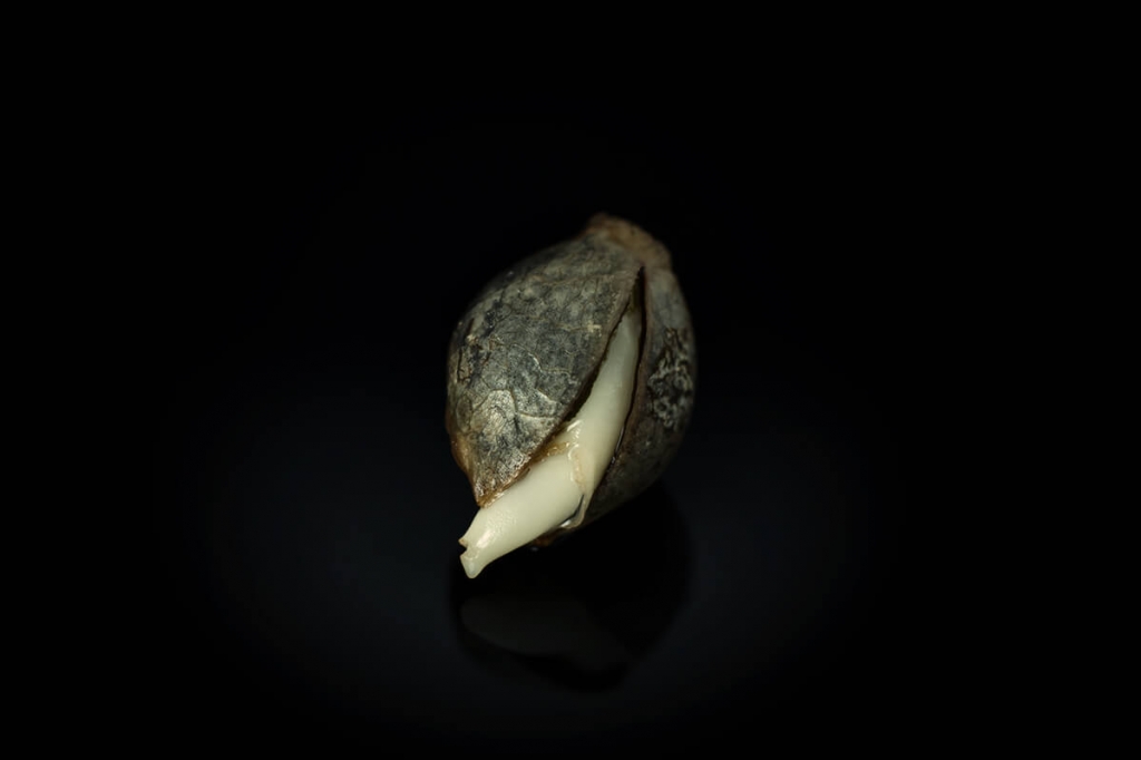 Cannabis Seed Quality: What To Know Before You Grow - RQS Blog