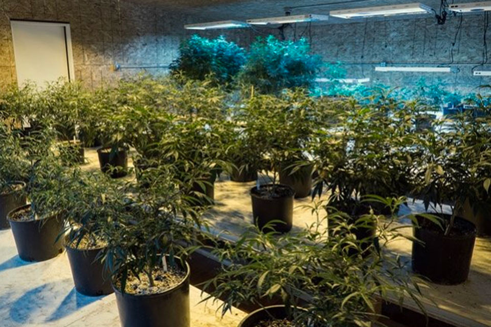 Mother Plants: An Endless Source of Your Favourite Weed - RQS Blog