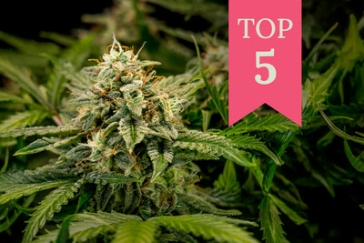 Royal Cheese Feminized Marijuana Strain