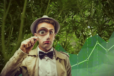 Uses Of Male Cannabis Plants - RQS Blog