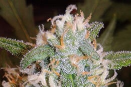 Quick One Cannabis Seeds - Royal Queen Seeds