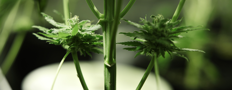 How To Prevent Popcorn Buds From Forming On Your Cannabis Plants - RQS Blog