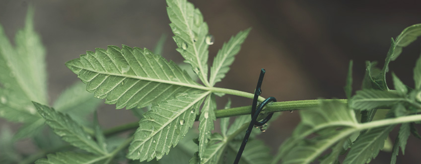 The Cannabis Plant Anatomy - Royal Queen Seeds UK