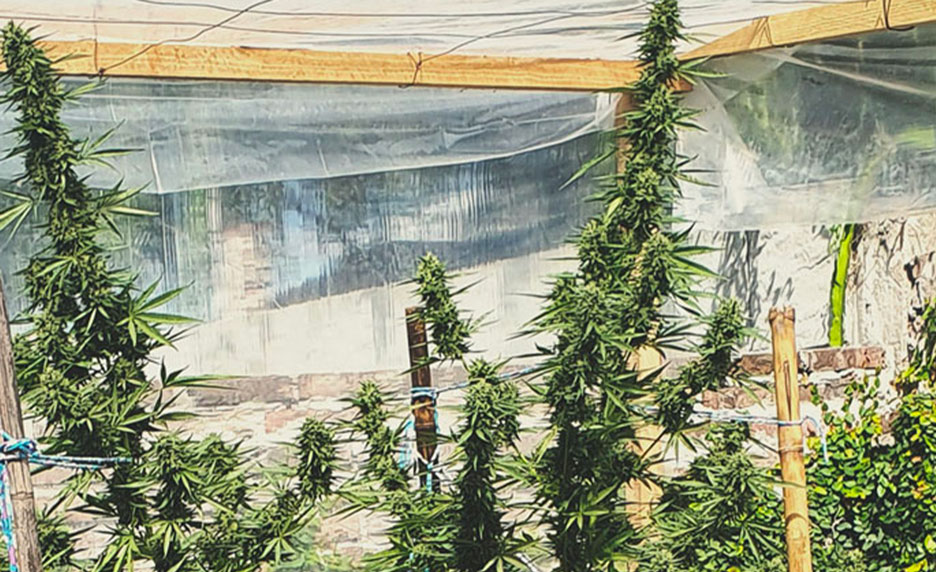 Top 10 High-Yielding Outdoor Cannabis Strains - RQS Blog
