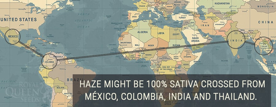 What is Haze cannabis ? - RQS Blog