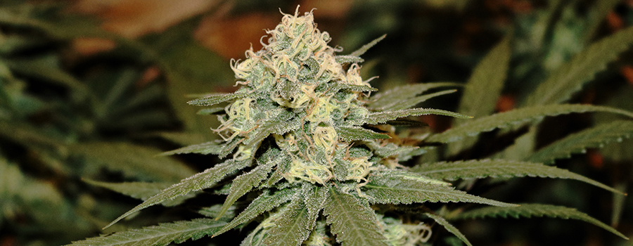 What is Haze cannabis ? - RQS Blog