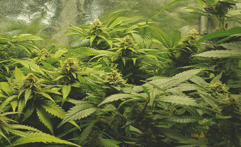 Top 10 Exotic Weed Strains - RQS Blog