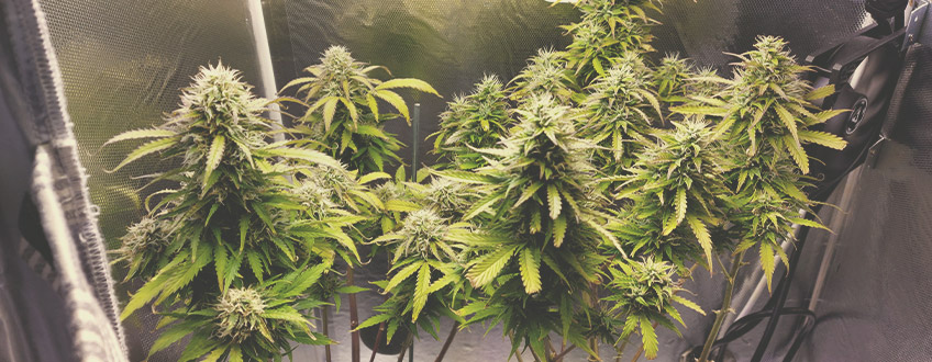 Top 5 Low Odour Cannabis Strains To Keep Stench Under Control - RQS Blog