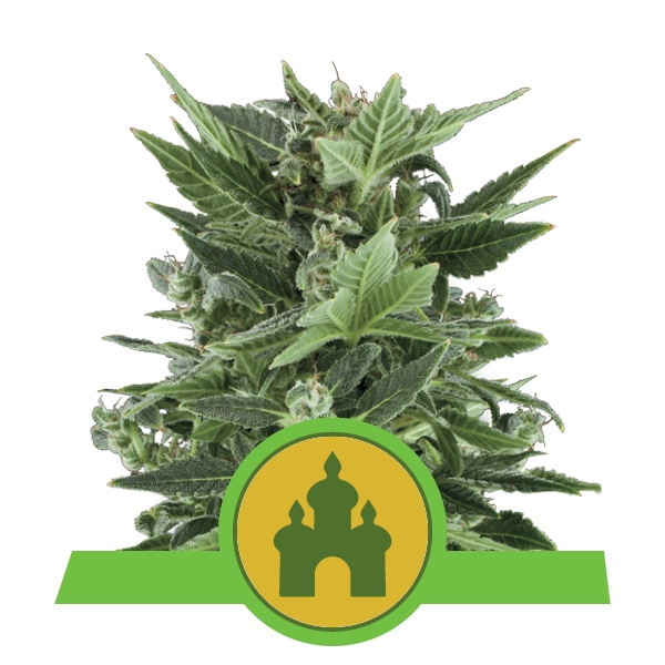 Origins And Legacy Of Hindu Kush Cannabis - RQS Blog