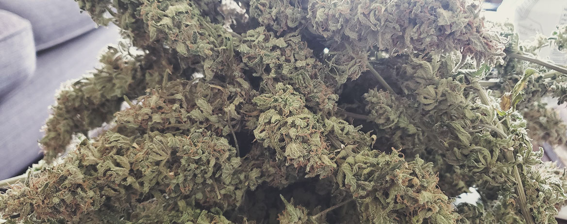 Top 10 High-Yielding Outdoor Cannabis Strains - RQS Blog