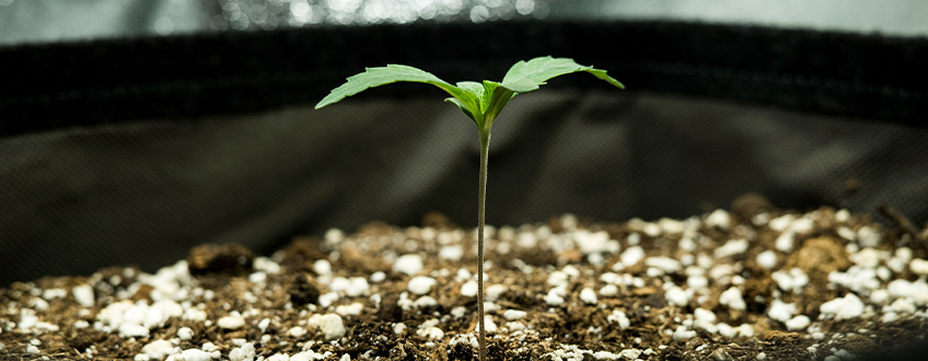 Mastering The Cannabis Seedling Stage In Just 3 Steps - RQS Blog