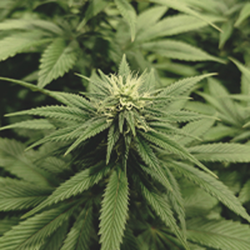 The blooming phase - Royal Queen Seeds USA