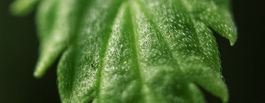 How To Treat Broad or Russet Mites On Cannabis Plants - RQS Blog