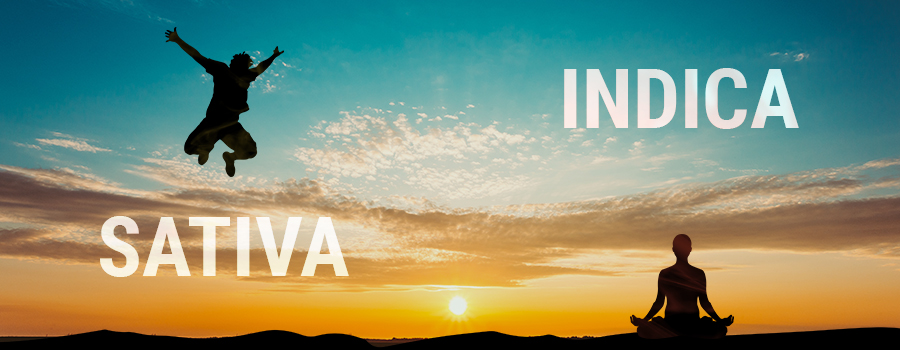 A Stoner's Drive - How Cannabis may increase or decrease motivation ...