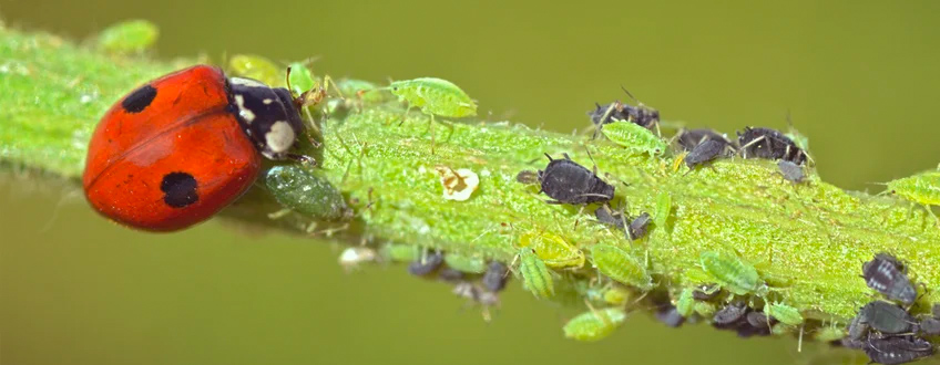 The Basics of Cannabis Outdoor Growing (Part 4) - RQS Blog