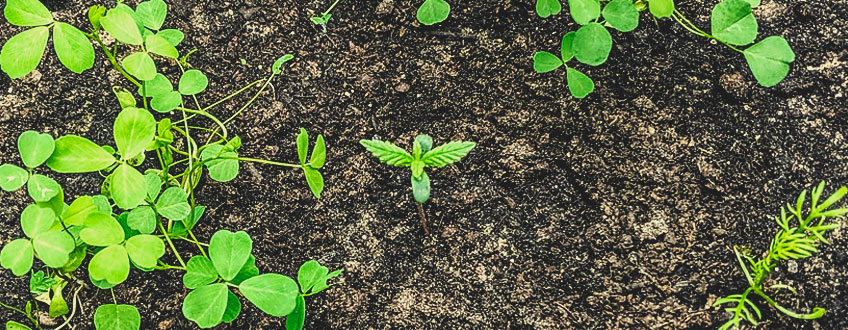 The Ultimate Guide To Growing Organic Cannabis - RQS Blog