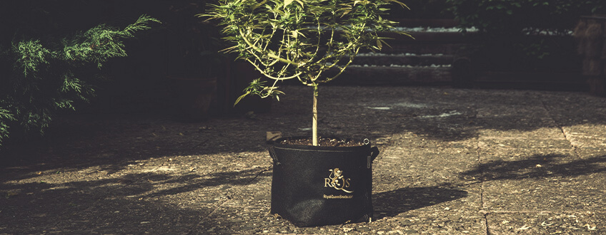 Types Of Containers For Growing Weed - RQS Blog